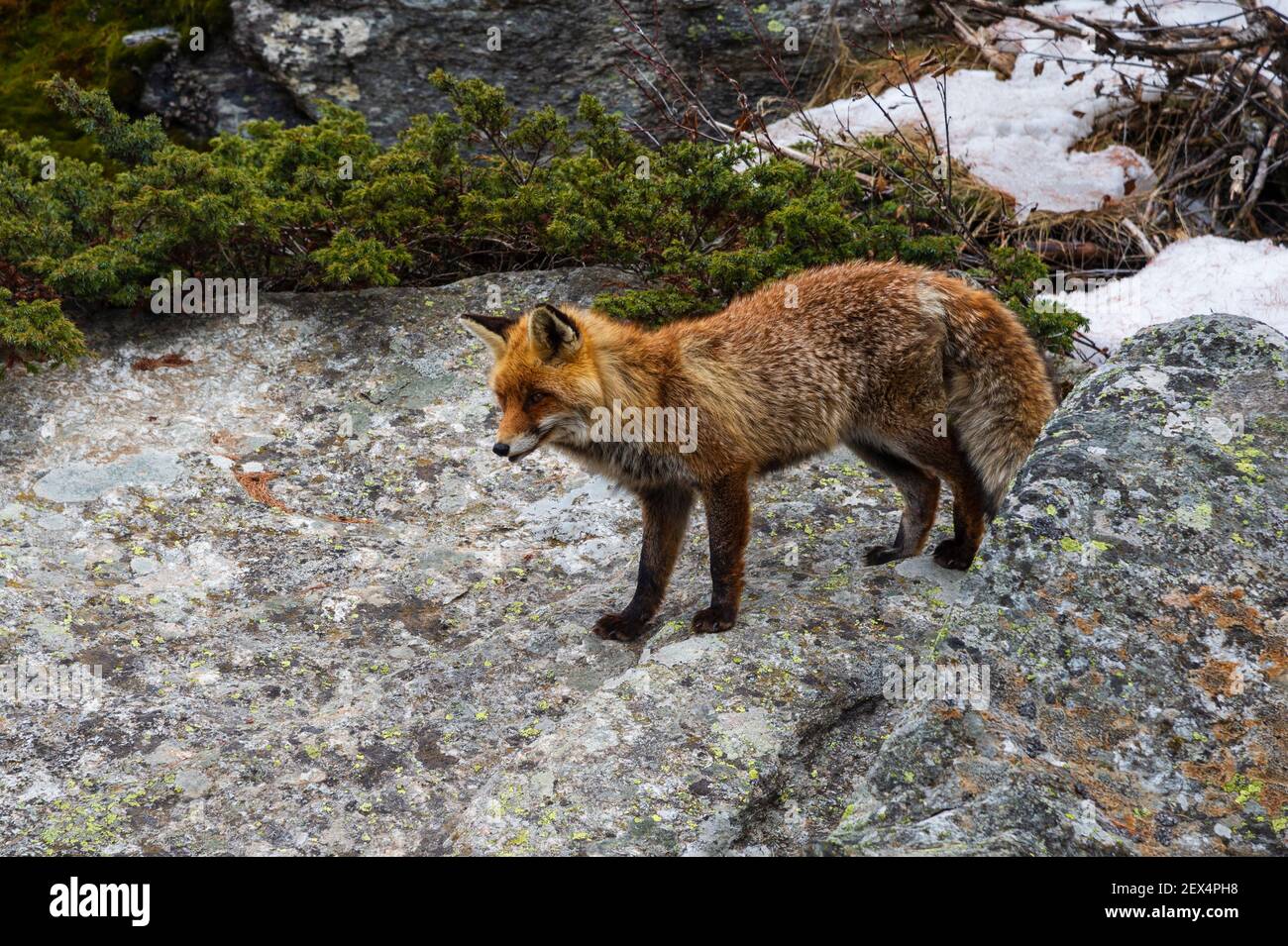 Red fox (Vulpes vulpes), Valsavarenche, Gran Paradiso National Park ...