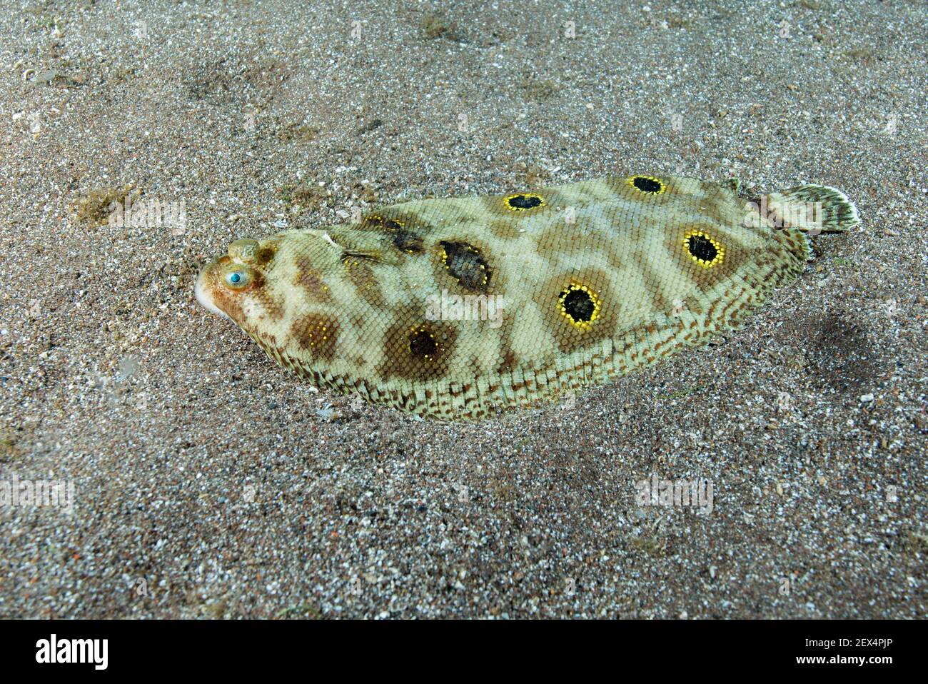 Sole fish water hi-res stock photography and images - Alamy