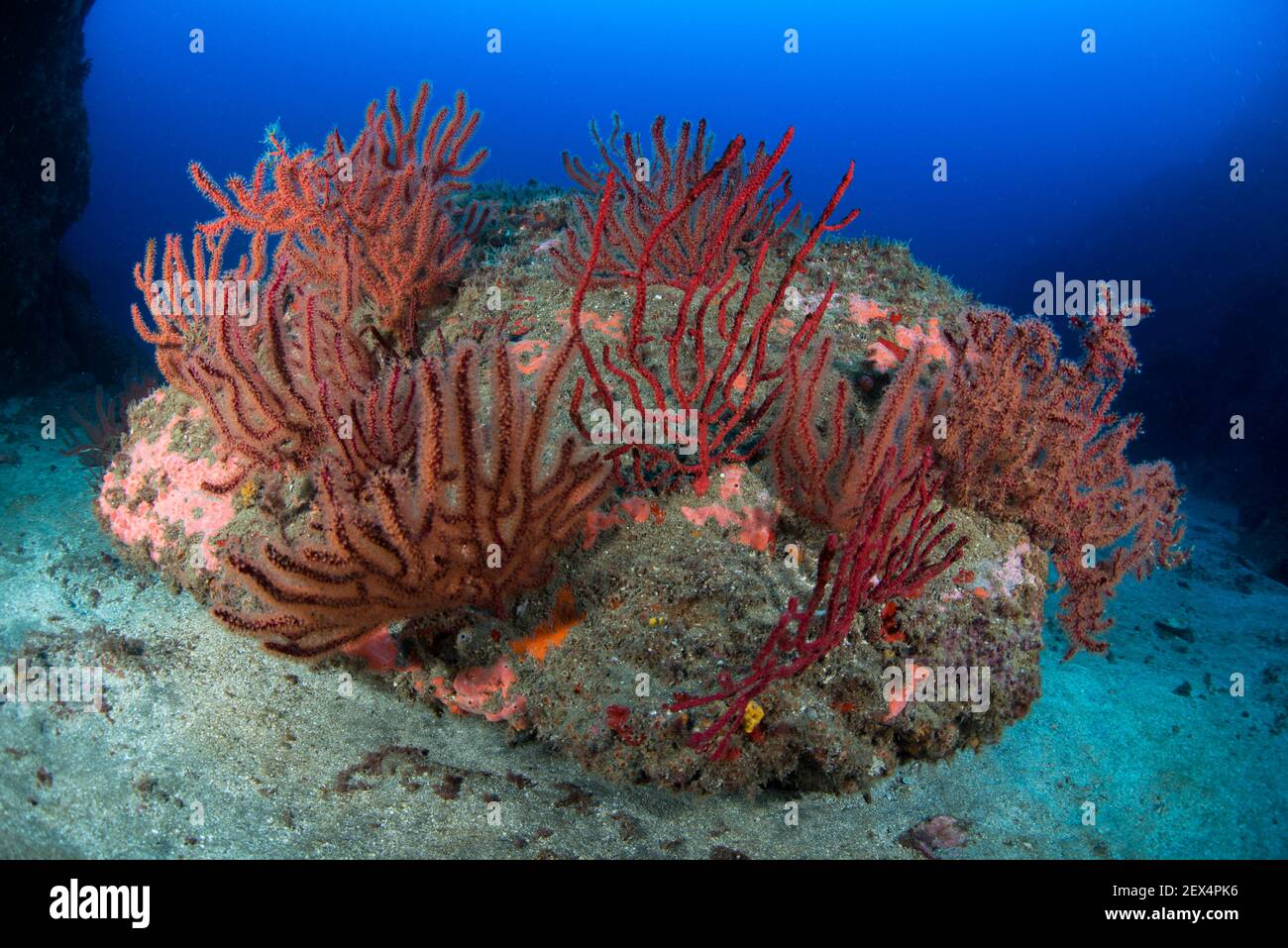 Red sea fan (Leptogorgia ruberrima), Polyps detail. Underwater ...