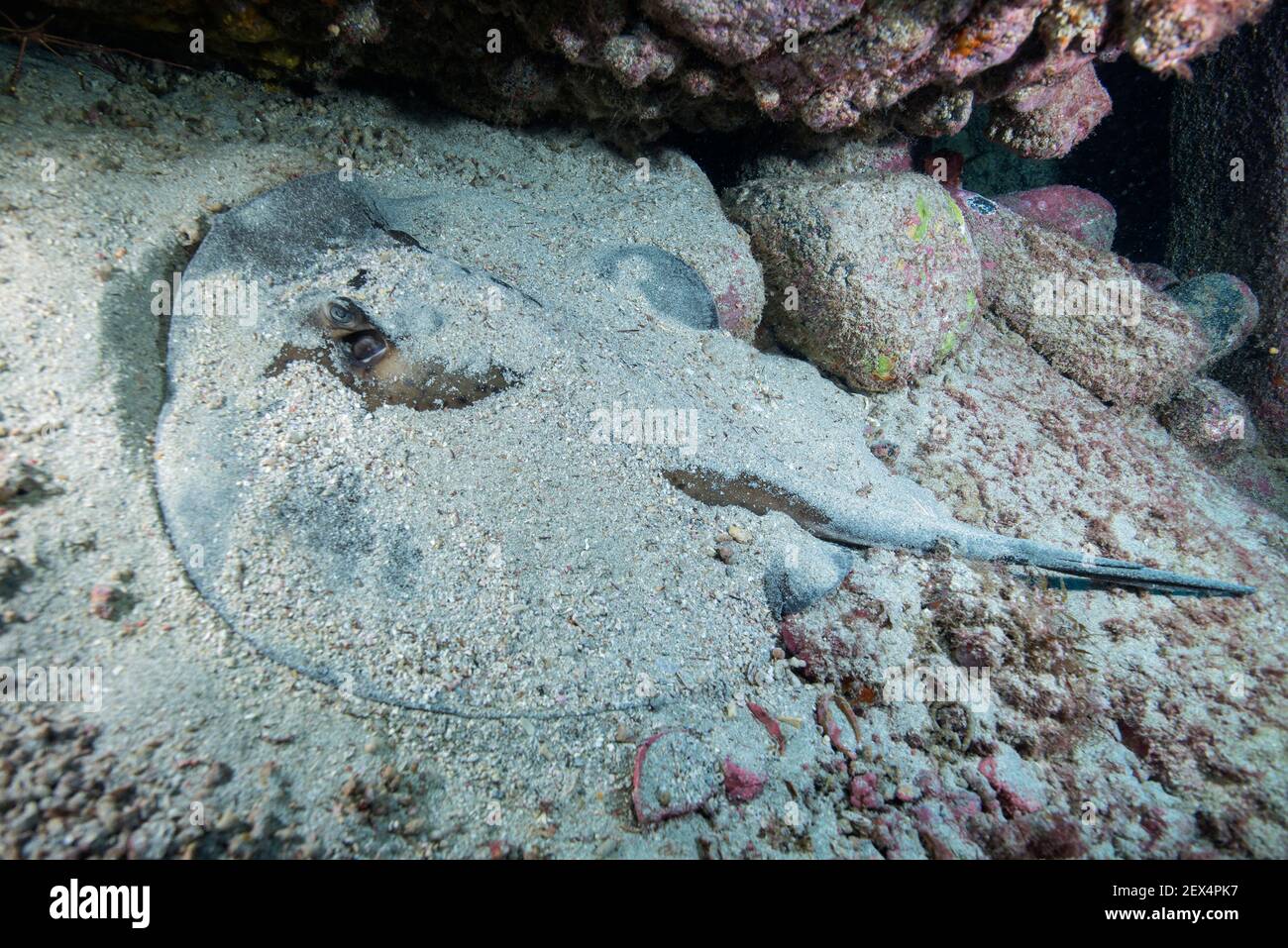 Canary fish. Round stingray (Taeniura grabata), Fish from the Canary ...
