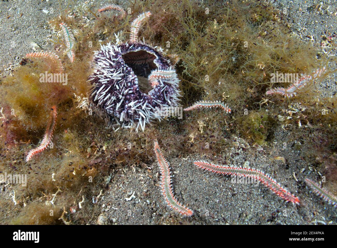 Fire worm (Hermodice carunculata) feeding on a sea urchin ...