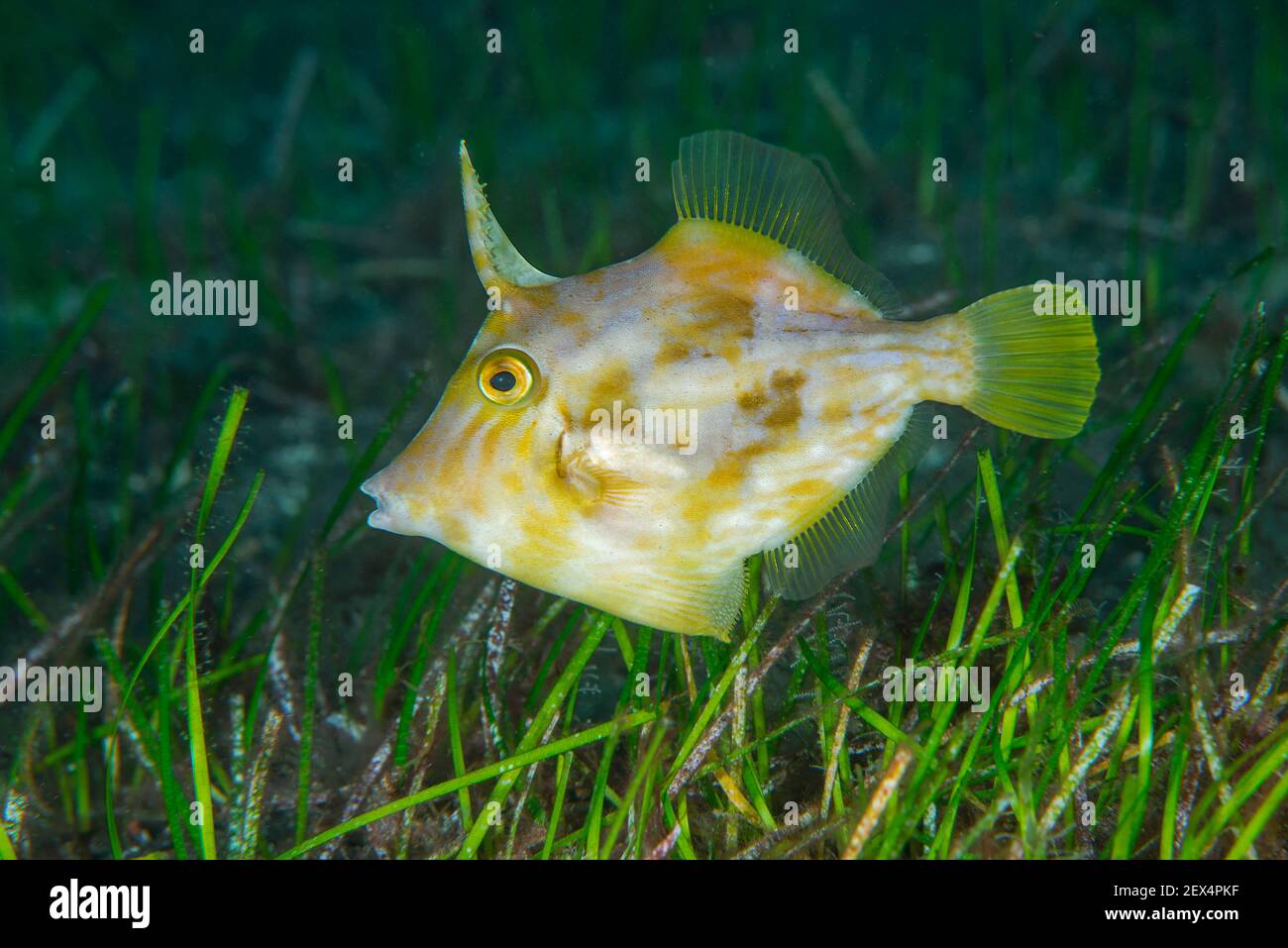 Planehead filfish (Stephanolepis hispidus) hunting in a sea meadow ...