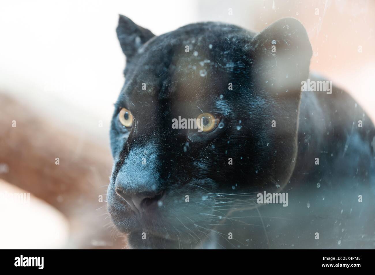 black panther shot close up behind glass at the zoo Stock Photo - Alamy