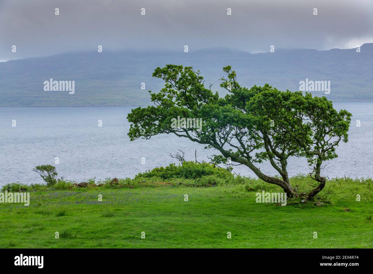 Tree and landscape of the Isle of Mull, Scotland Stock Photo - Alamy