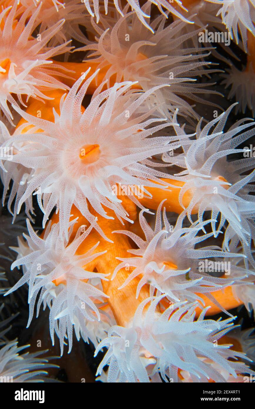 Orange Coral (Dendrophyllia Ramea), polyps detail. Marine invertebrate ...