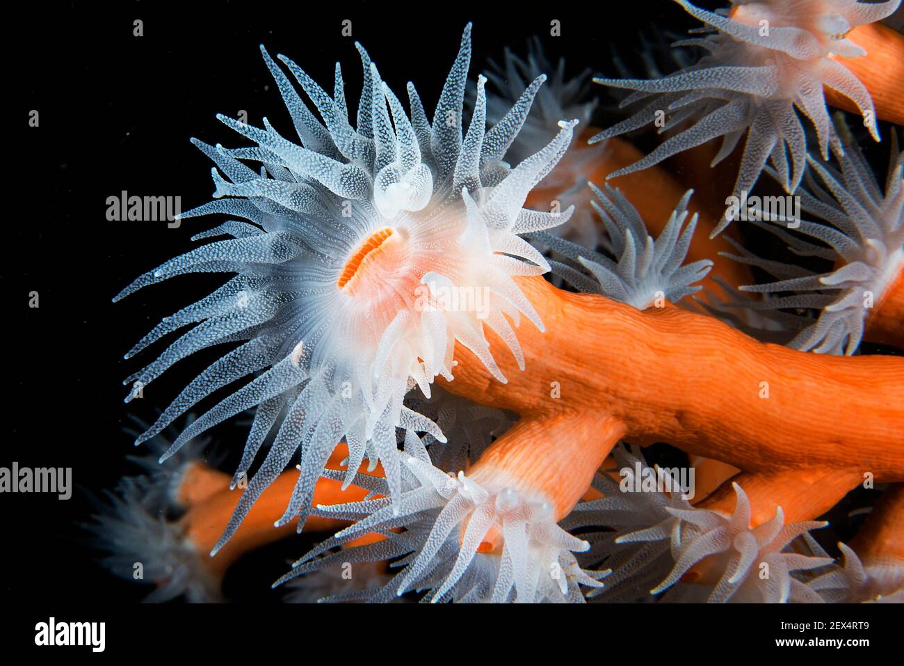Orange Coral (Dendrophyllia Ramea), polyps detail. Marine invertebrate, cnidarian. Tenerife, the ...
