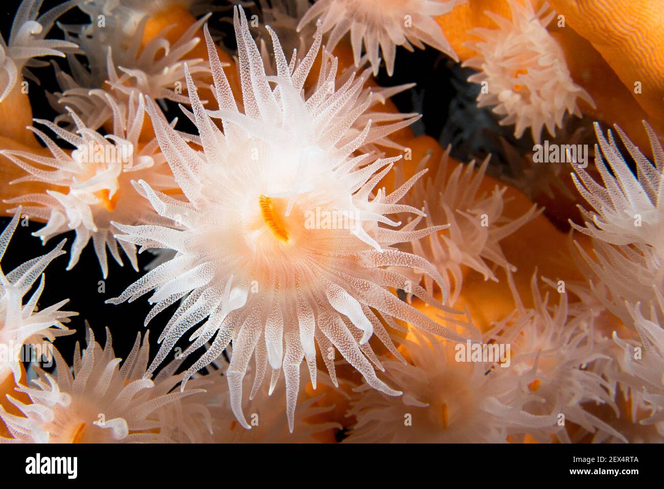 Orange Coral (Dendrophyllia Ramea), polyps detail. Marine invertebrate, cnidarian. Tenerife, the ...