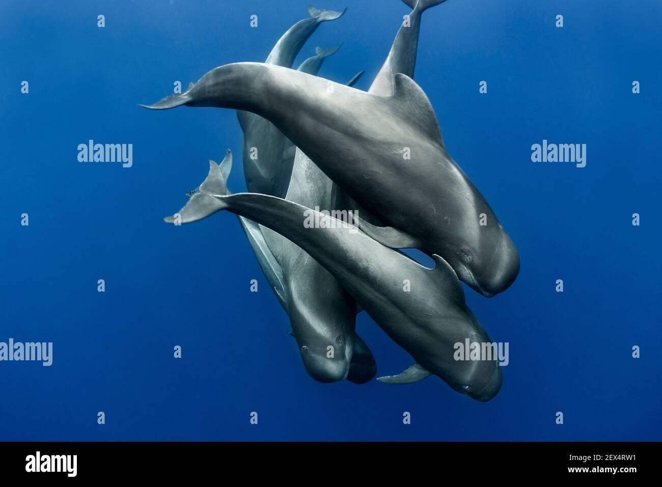 Pilot whale (Globicephala macrorhynchus). Tenerife, Canary Islands ...