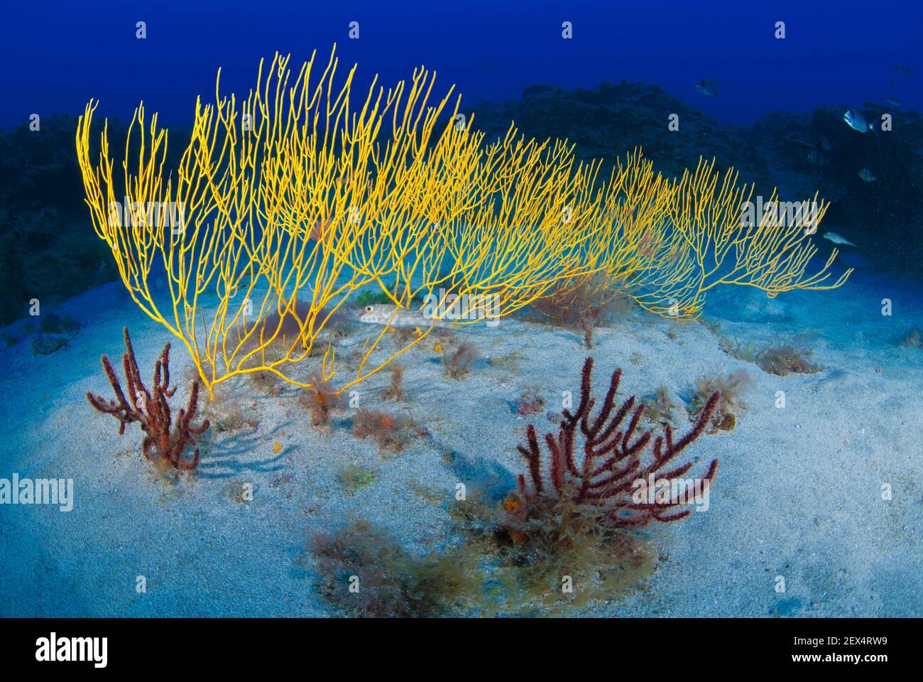 Yellow seafan (Leptogorgia viminalis) and Red sea fan (Leptogorgia ...
