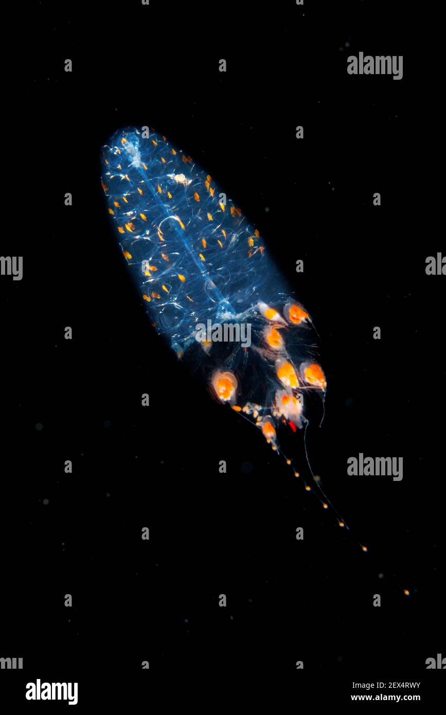Zooplankton. Pelagic micro organism that is part of plankton ...