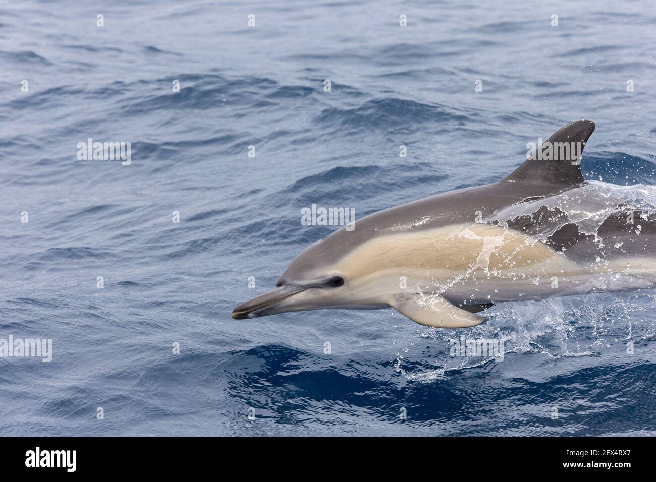 Common dolphin (Delphinus delphis), Pelagos Sanctuary for Mediterranean ...