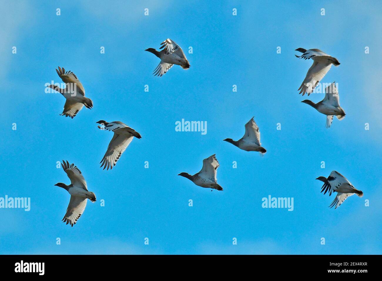 Little bustard (Tetrax tetrax) in flight, Serignan, Herault, France ...