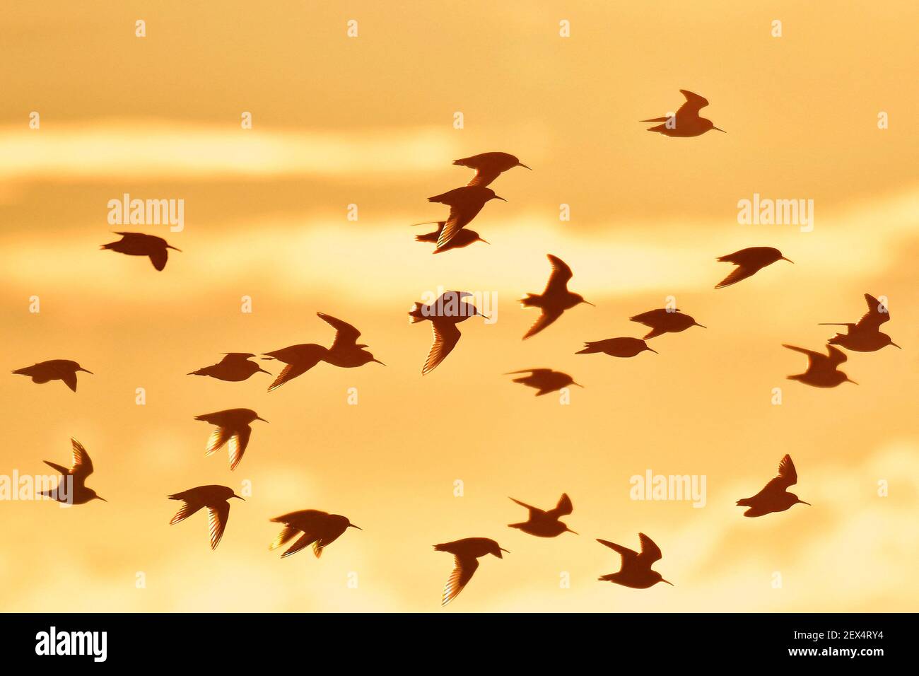 Flight of Dunlin (Calidris alpina) in backlight at sunrise, Serignan ...