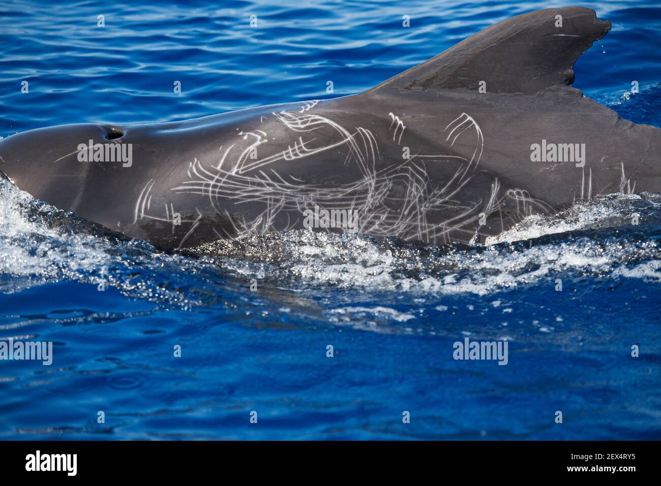 Species interactions hi-res stock photography and images - Alamy