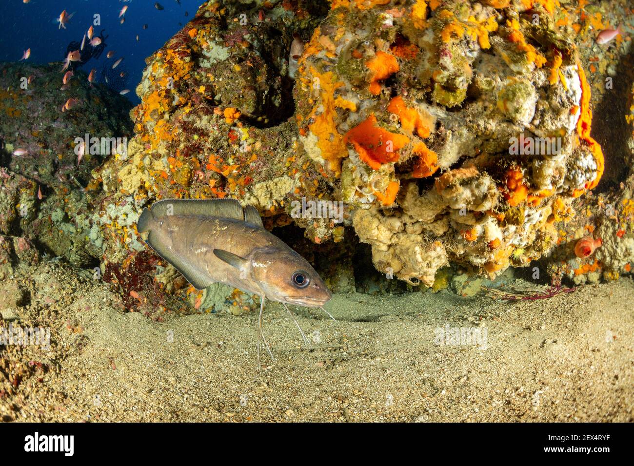 Phycidae hi-res stock photography and images - Alamy