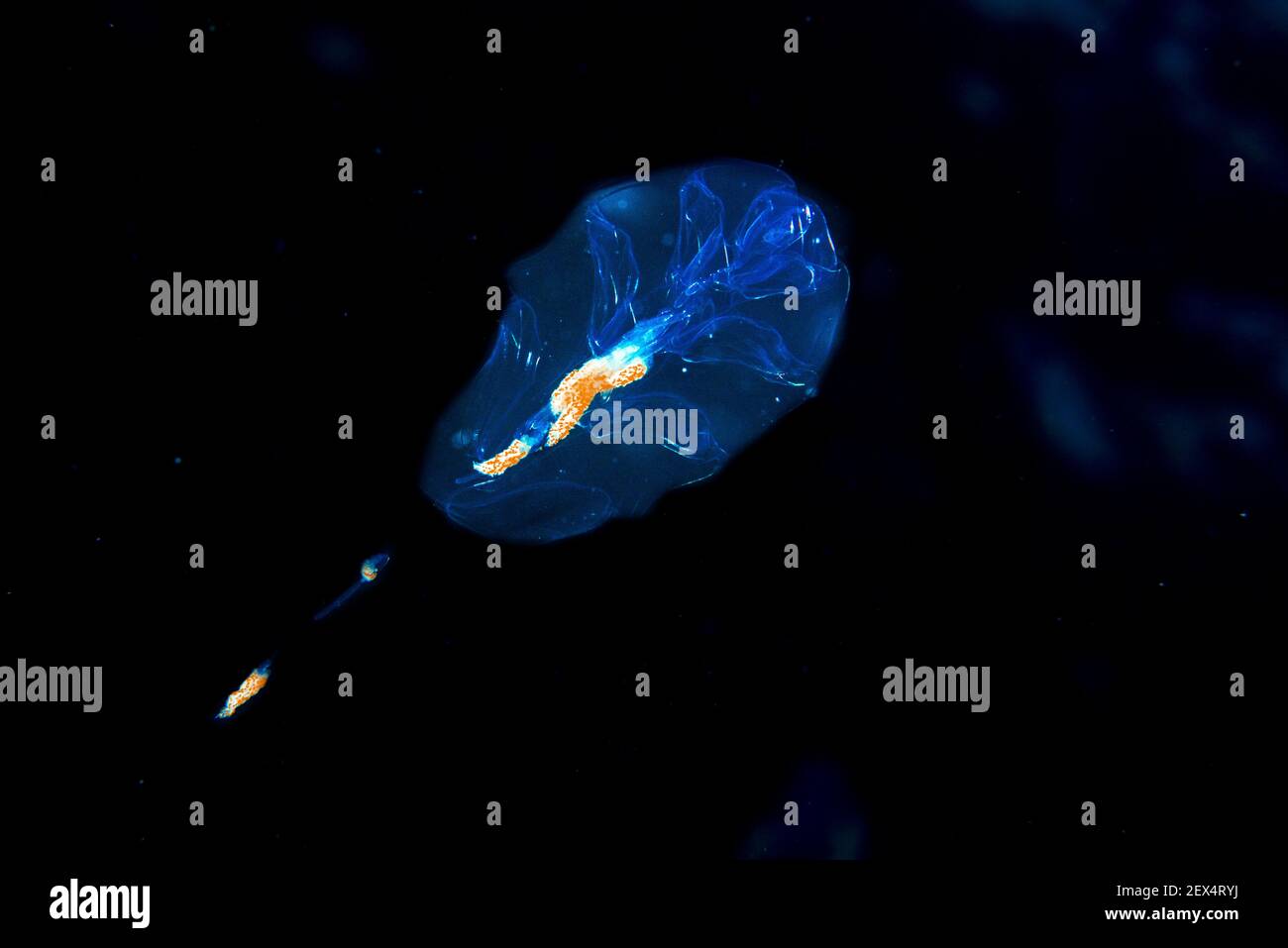 Zooplanktons High Resolution Stock Photography and Images - Alamy