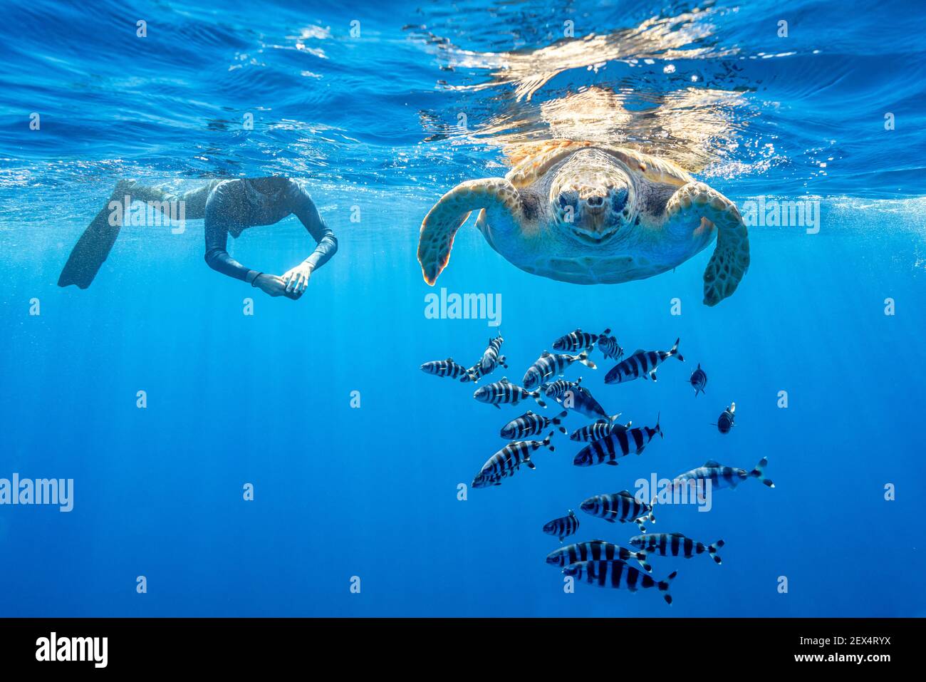 Caretta caretta species hi-res stock photography and images - Alamy