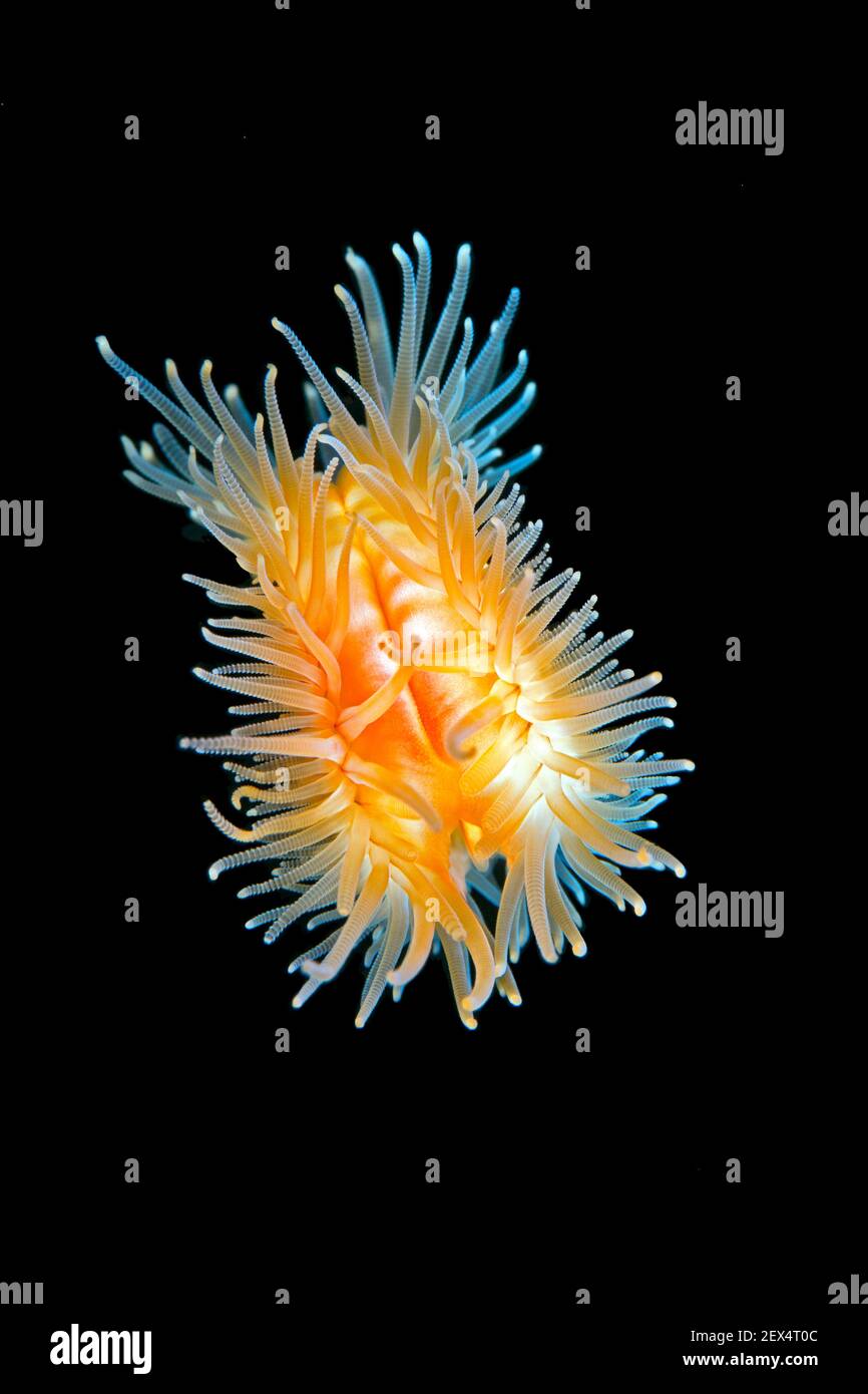 Punta Campanella Marine Reserve High Resolution Stock Photography and ...