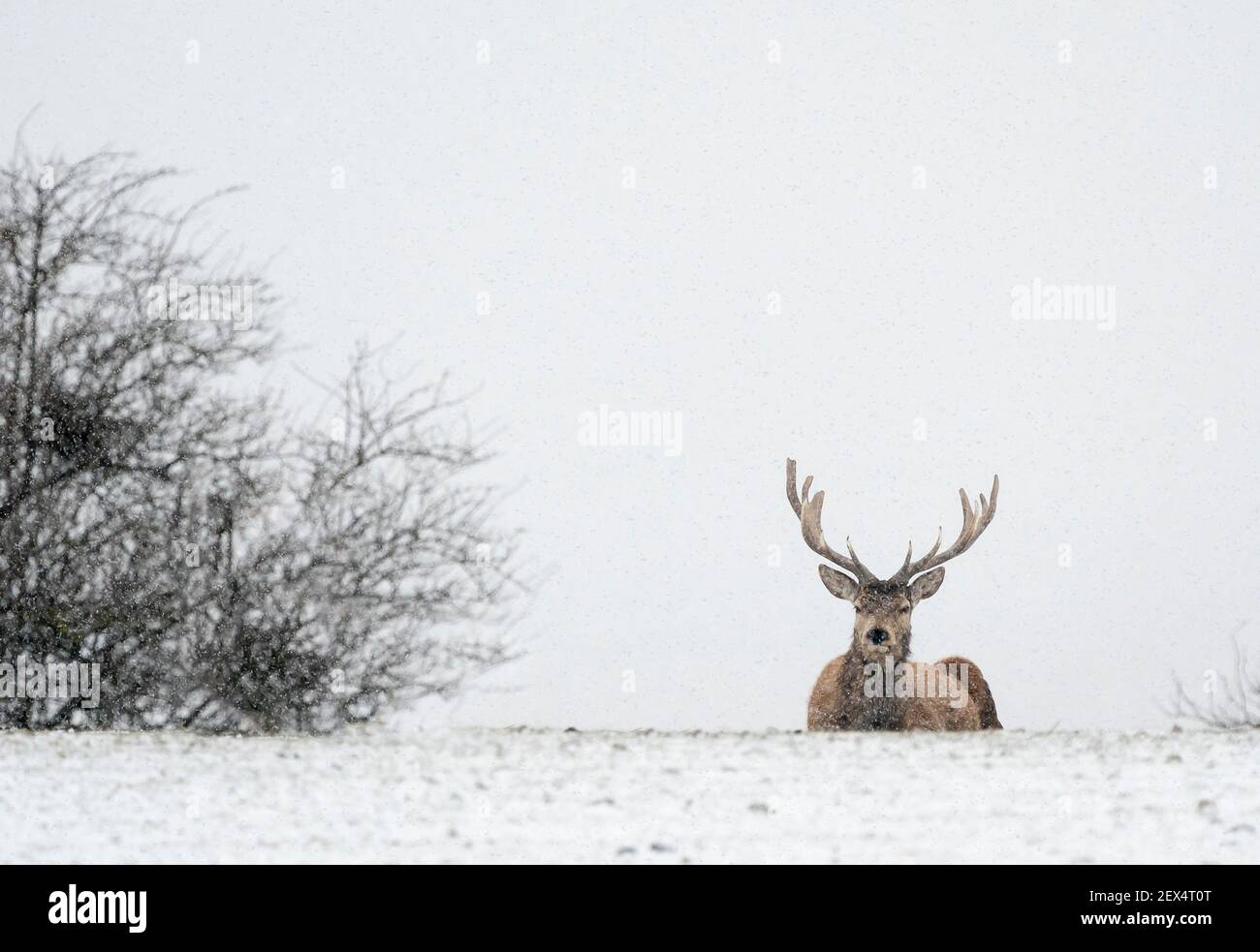Red deer laying down hi-res stock photography and images - Alamy