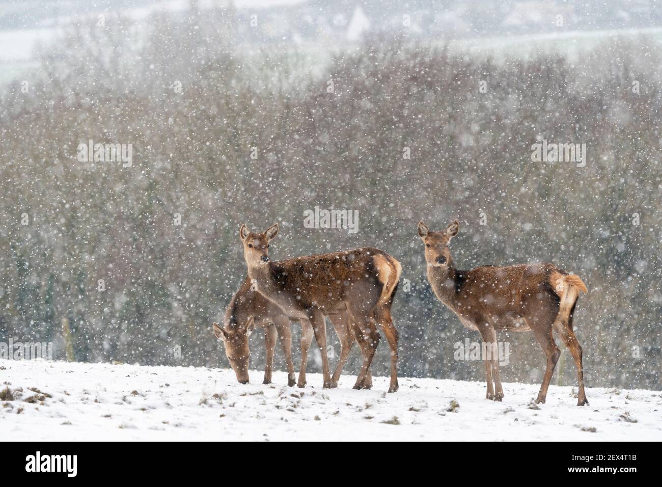 Red deer (Cervus elaphus) hind standing in a snow storm, England Stock ...