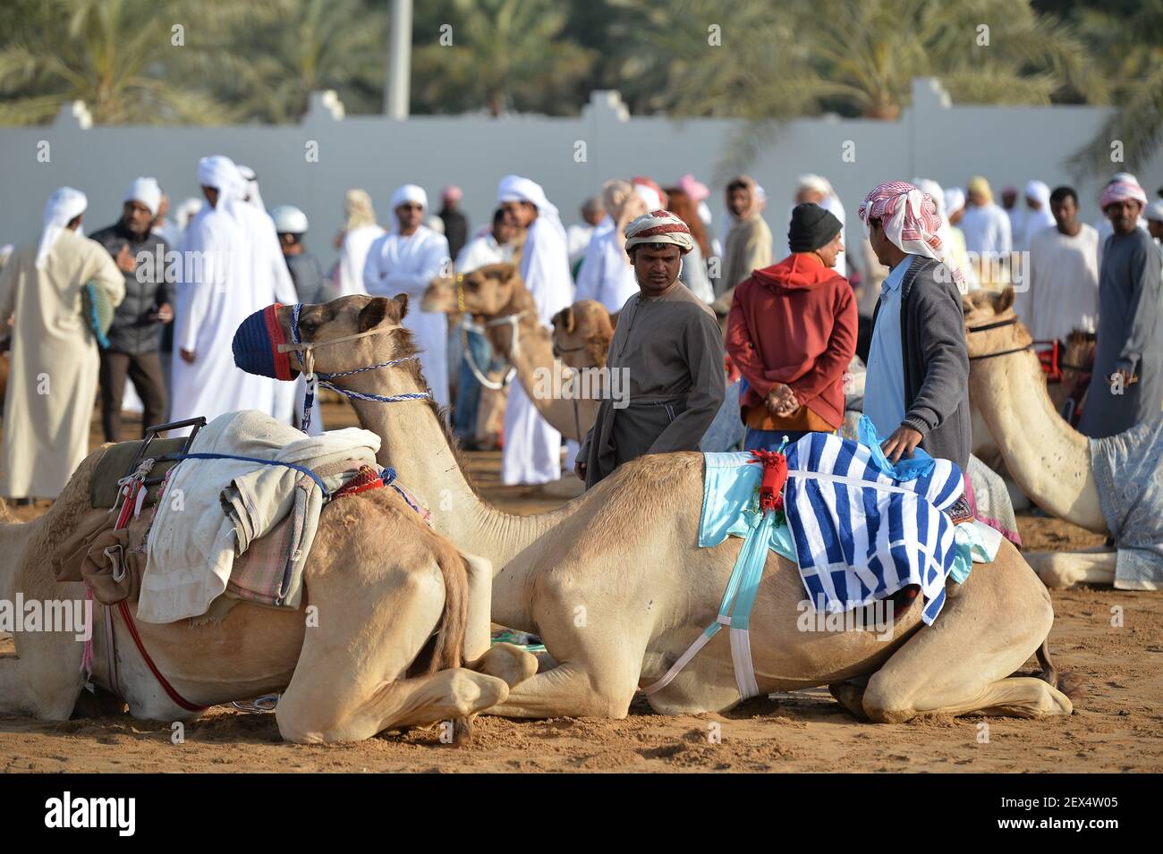 DUBAI, UAE, 2nd February 2019. Camels wait alongside their herders ...