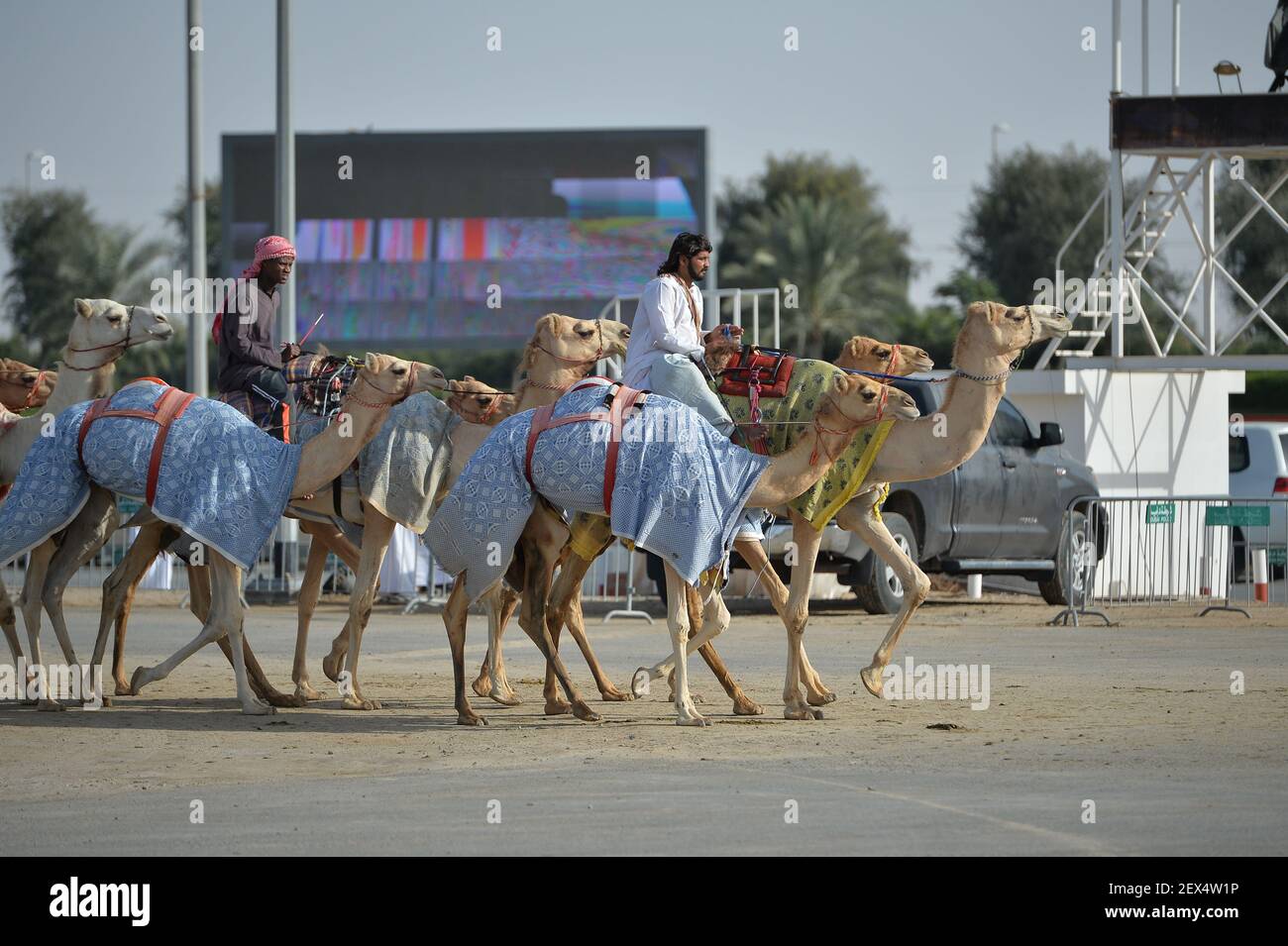 DUBAI, UAE, 2nd February 2019. Racing camels are taken to their stables ...