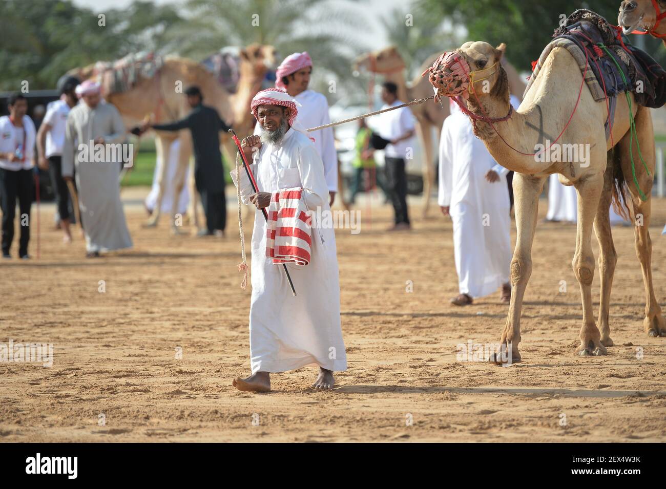 DUBAI, UAE, 2nd February 2019. A camel herder leads his camel after the ...