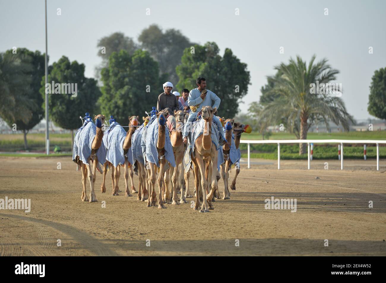 DUBAI, UAE, 2nd February 2019. Camels head to the start of the 2019 ...
