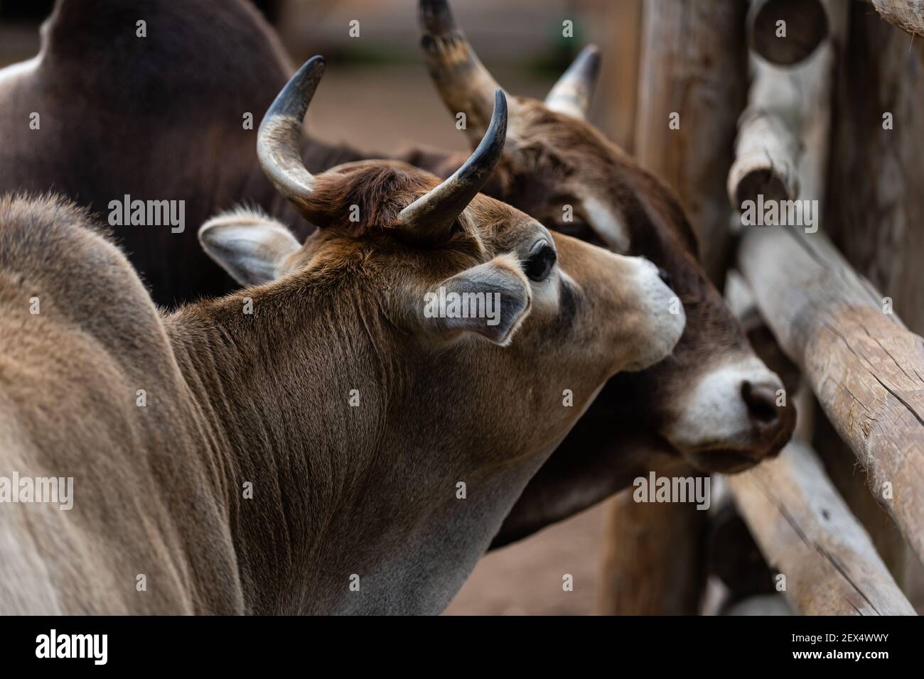 cow and bull hug in the camp Stock Photo - Alamy