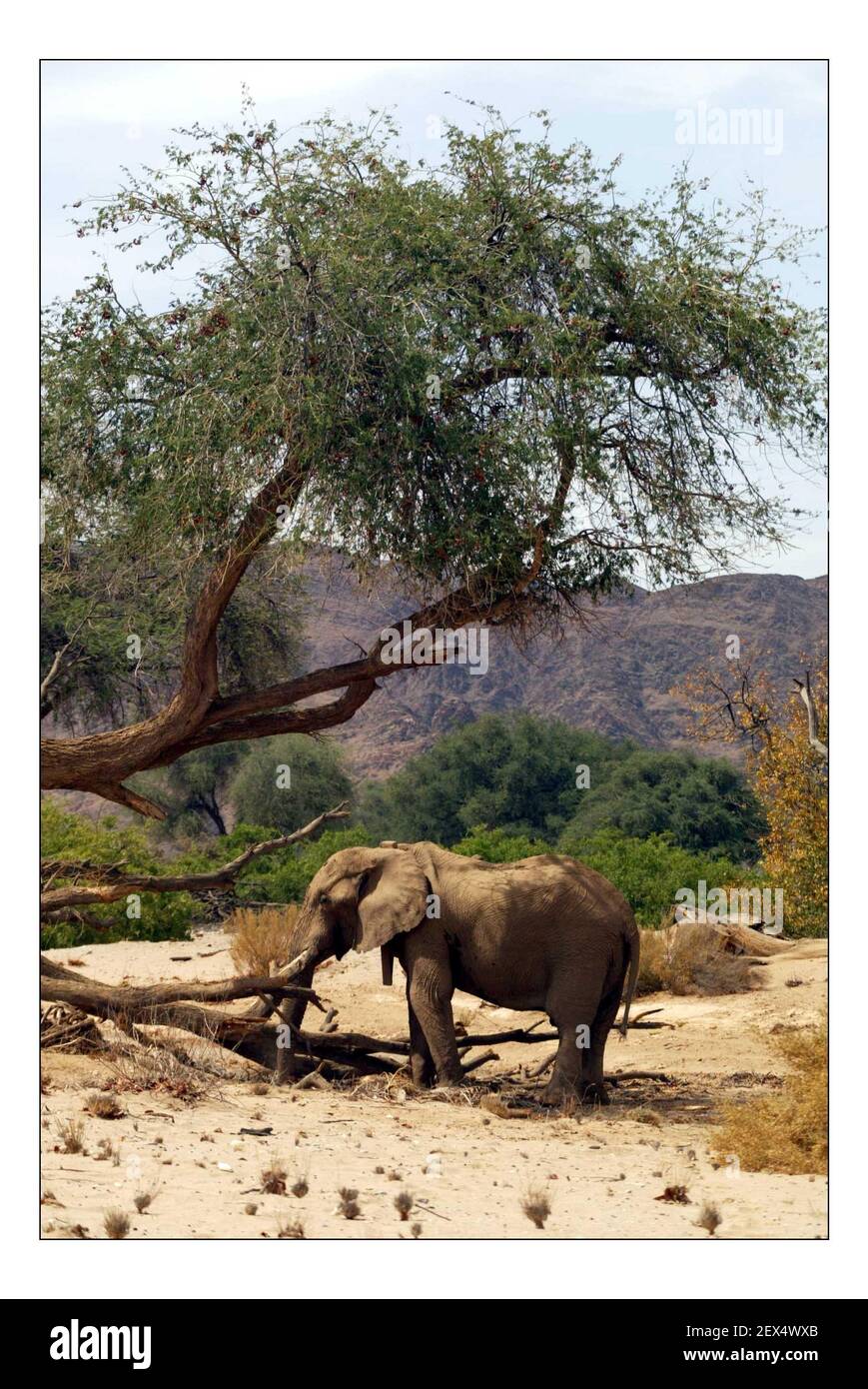 Independent Christmas Appeal......Integrated Rural Development and ...