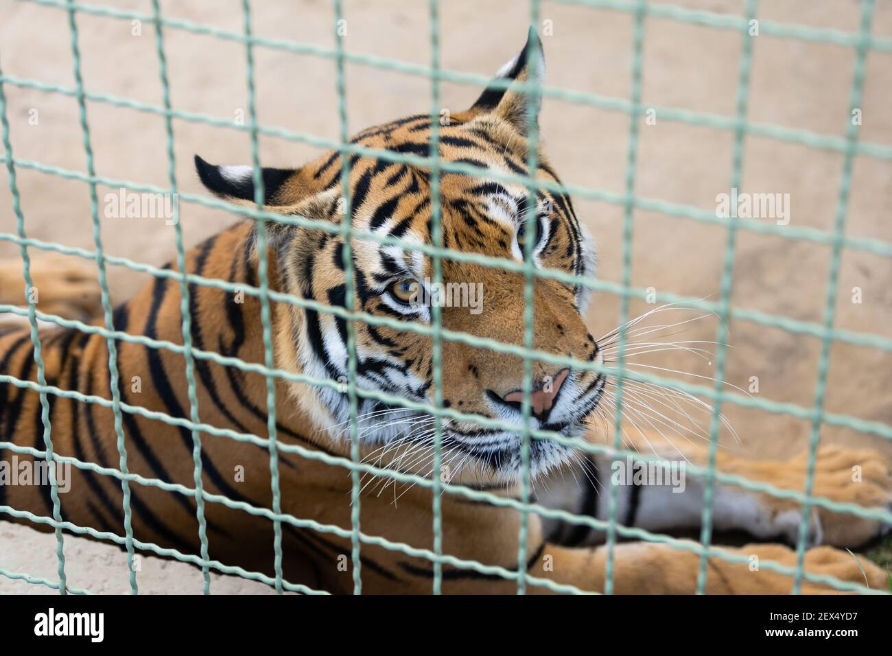 Tiger cage lonely hi-res stock photography and images - Alamy