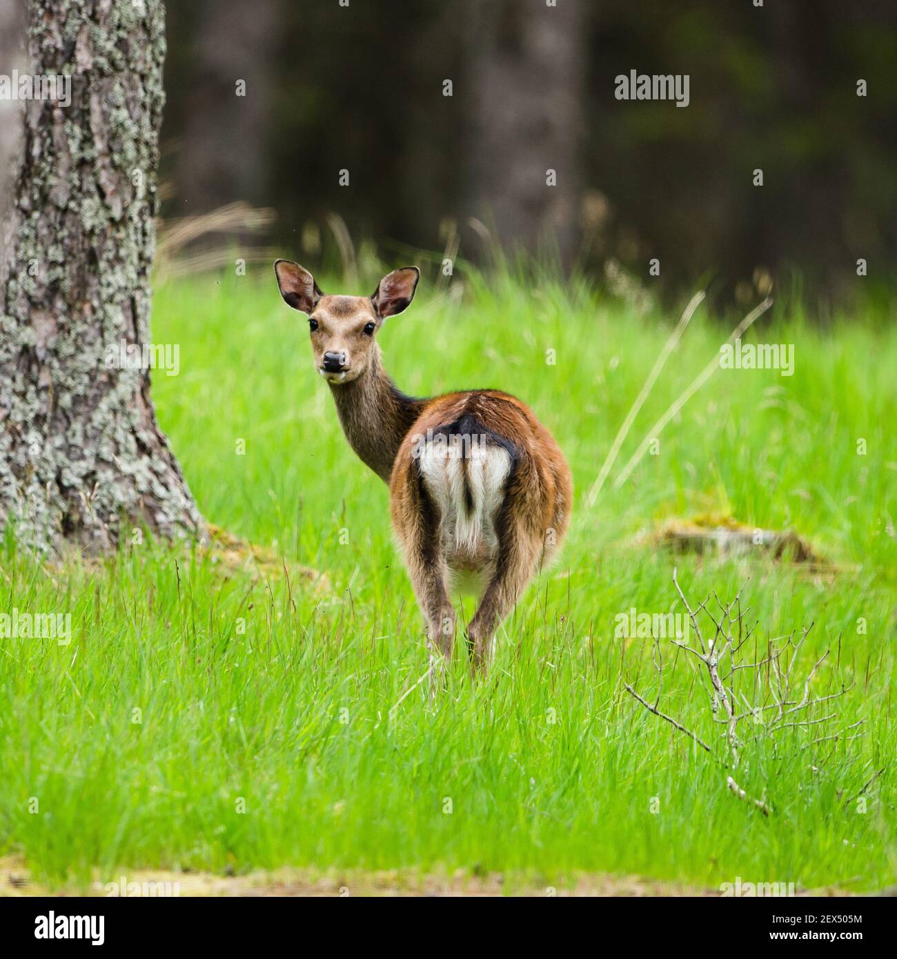 Sika Deer in Spring. Square format picture Stock Photo - Alamy