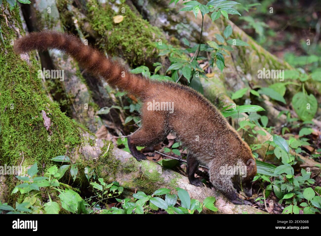 A pizote searches for food in Tikal National Park, Guatemala, on ...