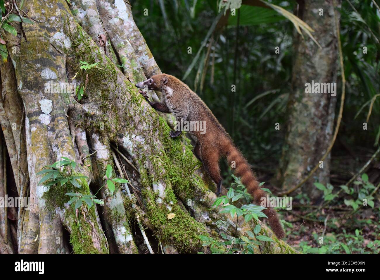A pizote searches for food in Tikal National Park, Guatemala, on ...