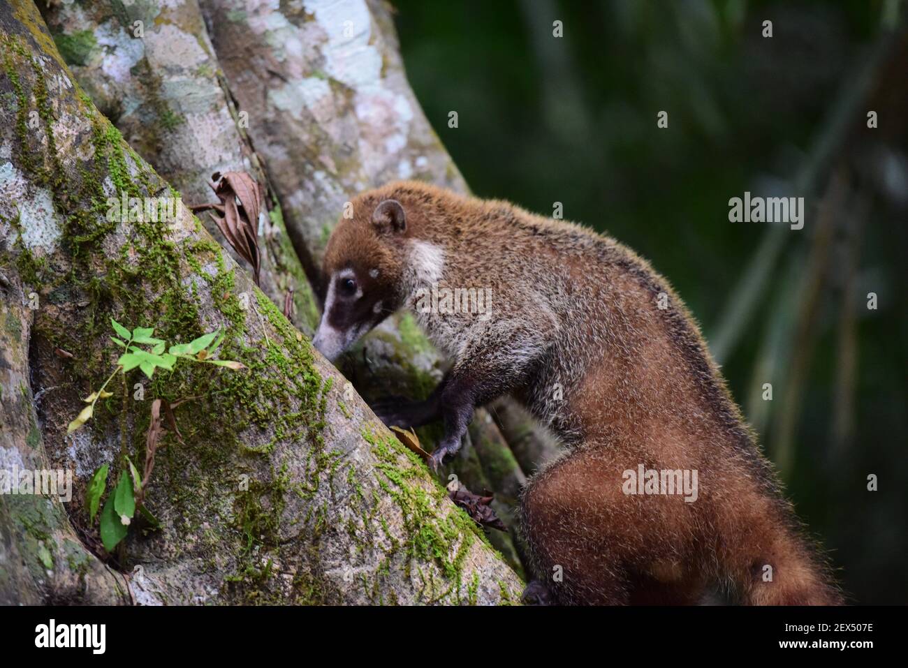 A pizote searches for food in Tikal National Park, Guatemala, on ...