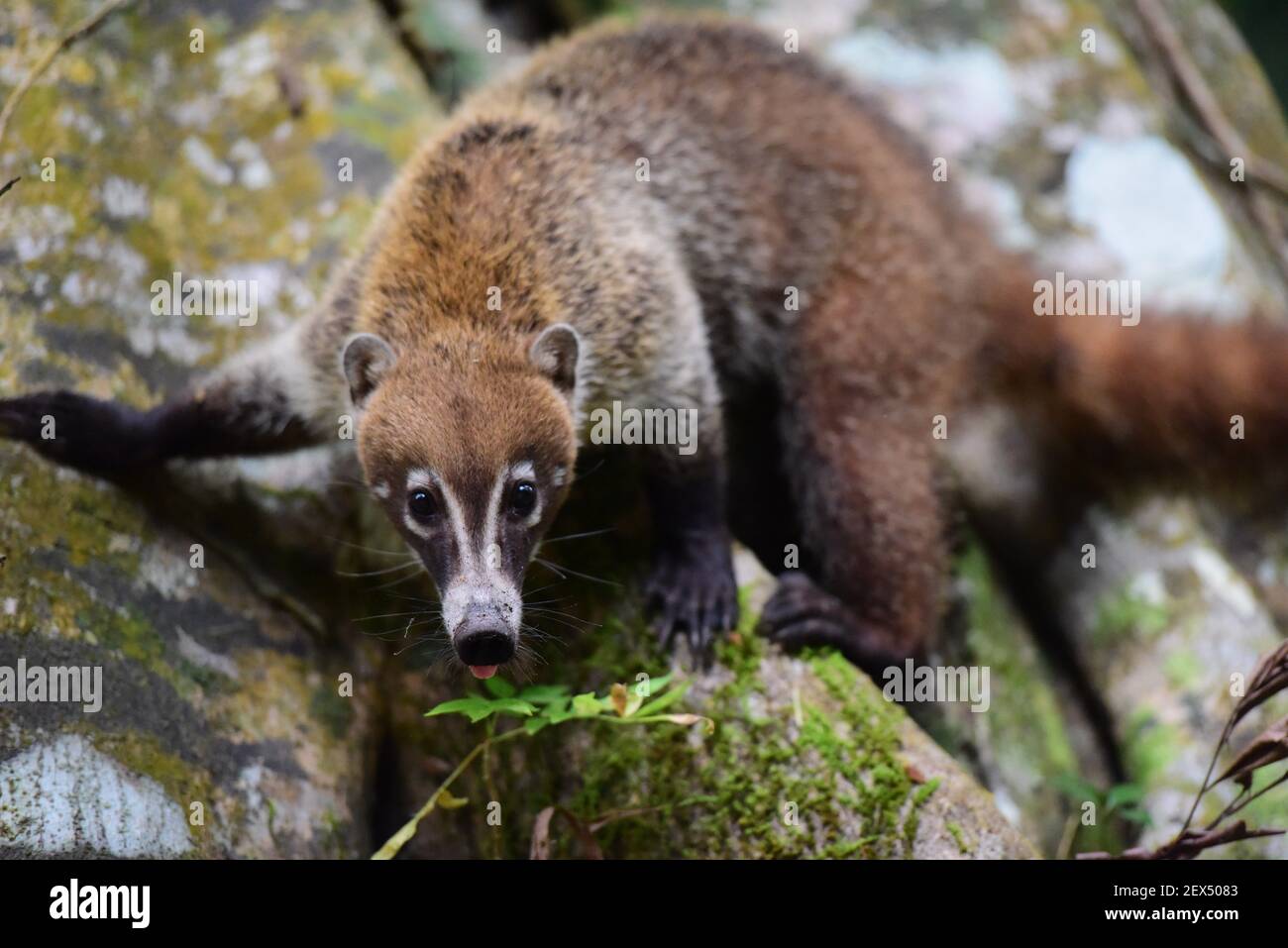 A pizote searches for food in Tikal National Park, Guatemala, on ...