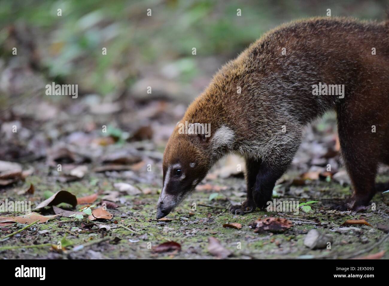 A pizote searches for food in Tikal National Park, Guatemala, on ...