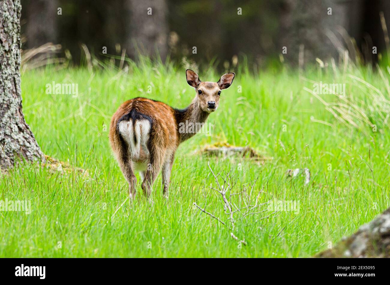 Sika Deer in Spring Stock Photo - Alamy