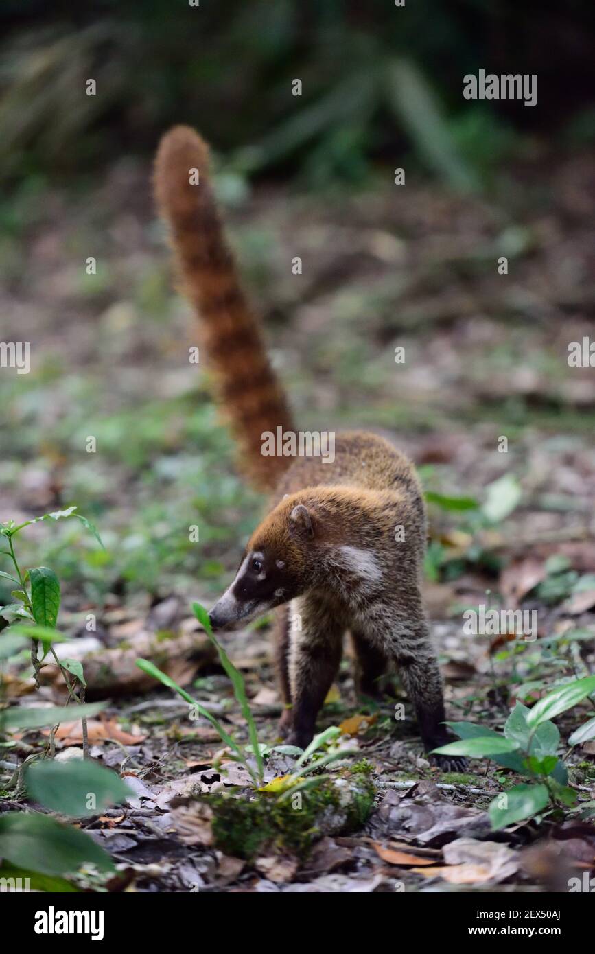 A pizote searches for food in Tikal National Park, Guatemala, on ...