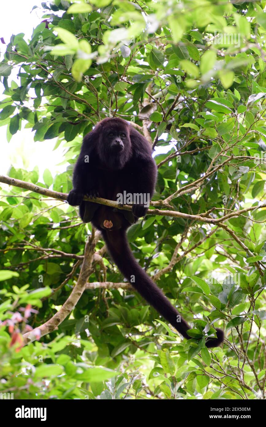 A Guatemalan black howler monkey pictured at the Yaxha Mesoamerican ...