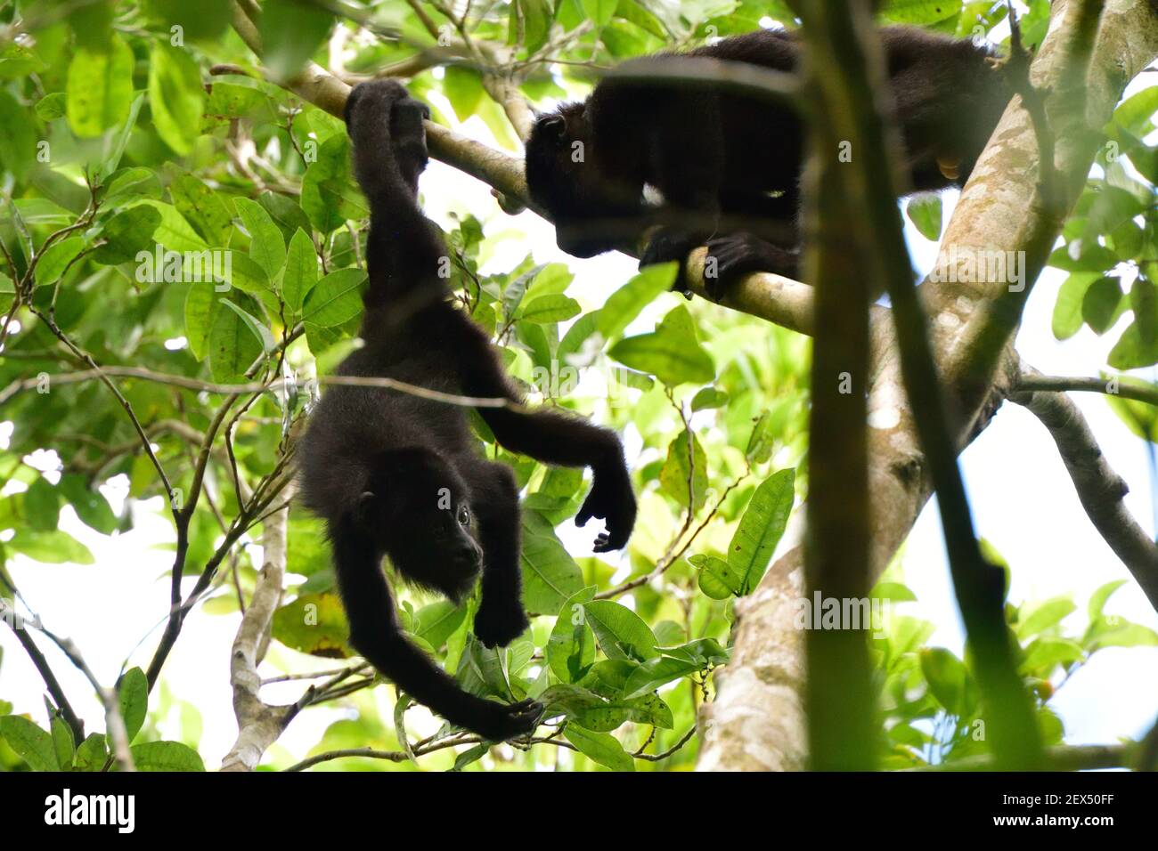 Guatemalan black howler monkeys pictured at the Yaxha Mesoamerican ...