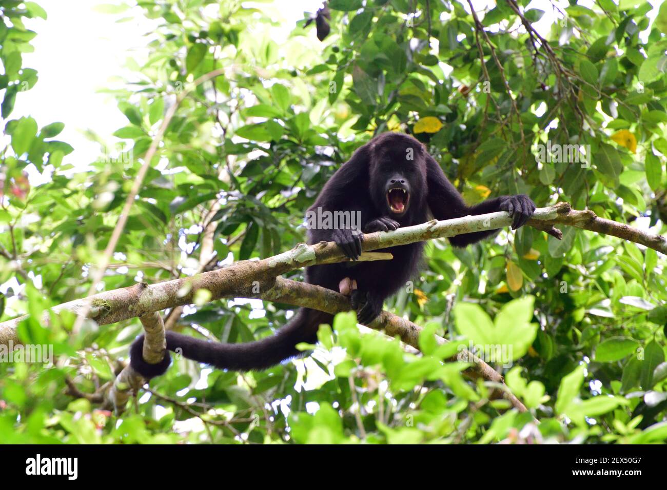 A Guatemalan black howler monkey pictured at the Yaxha Mesoamerican ...