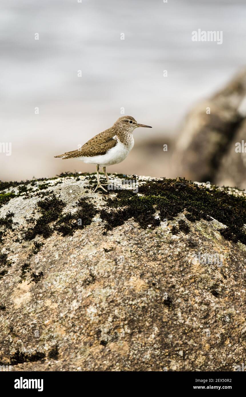 Common Sandpiper on large rock Stock Photo - Alamy
