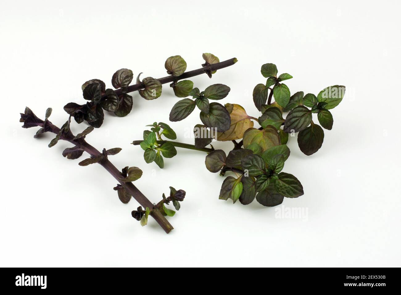 A closeup shot of mint/chocolate plant leaves on a white background ...