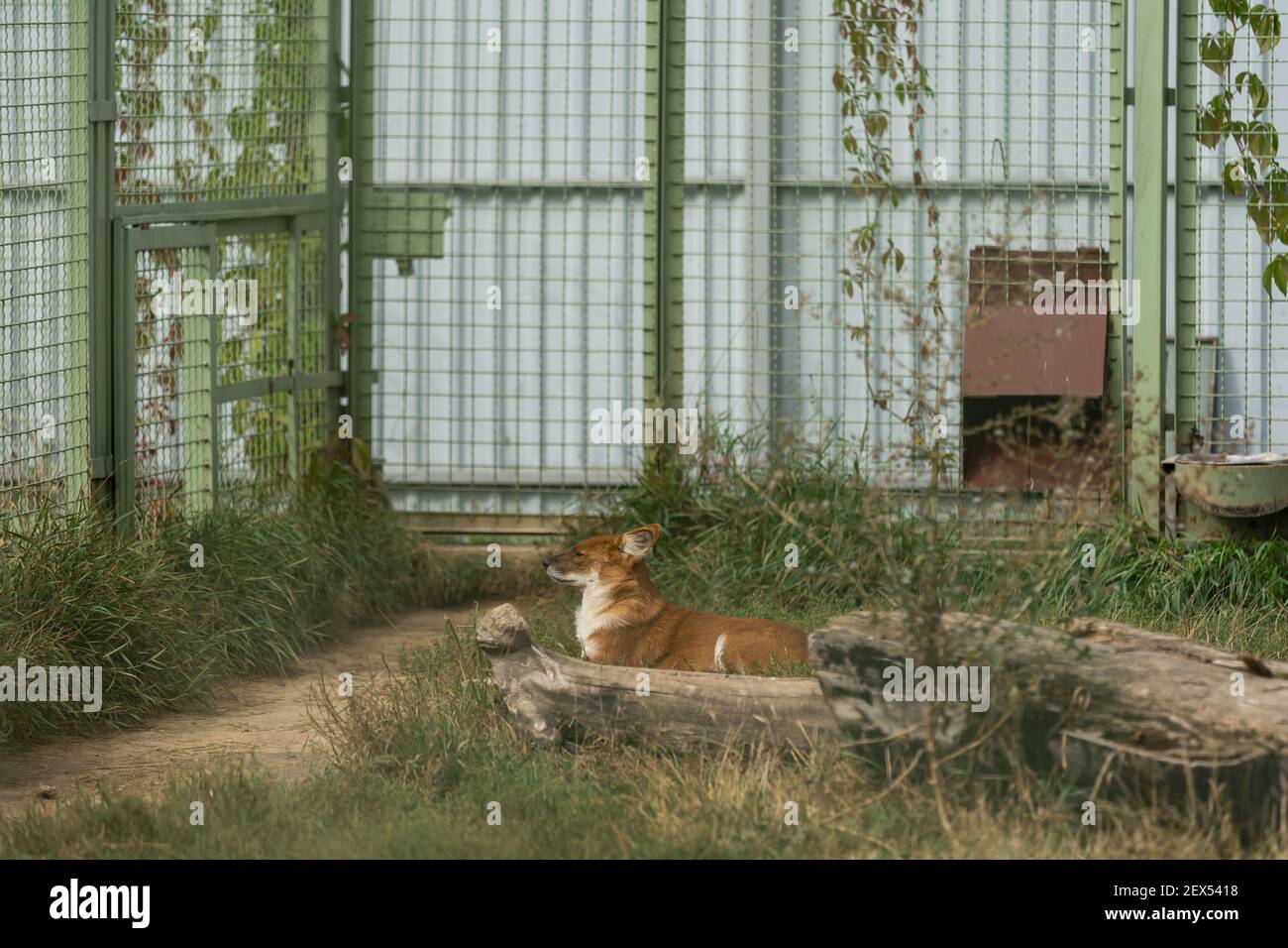 Desert fox (fennec fox) front view Stock Photo - Alamy