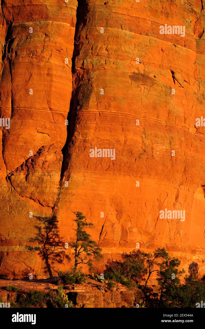 A tree casts a shadow on Cathedral Rock in Sedona, Ariz., at sunset on ...