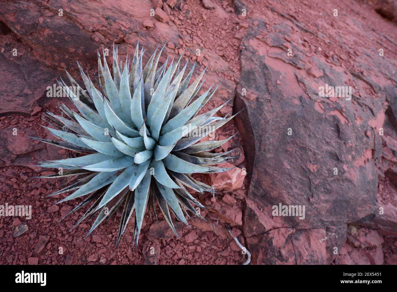 An agave plant grows out of the rock at Cathedral Rock in Sedona, Ariz ...