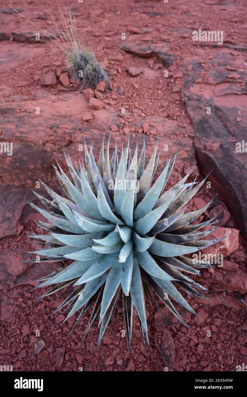 An agave plant grows out of the rock at Cathedral Rock in Sedona, Ariz ...