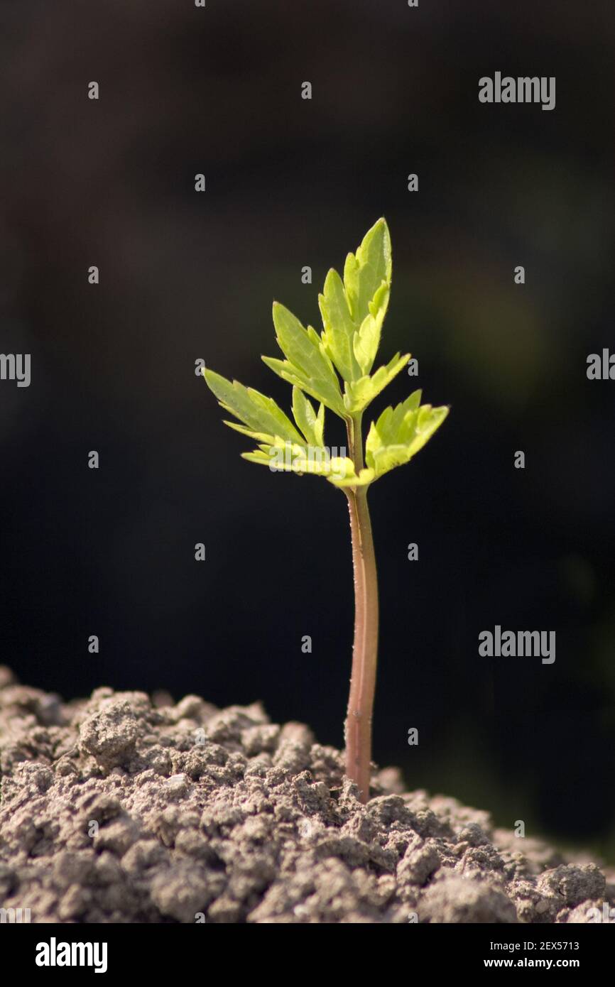 Goutweed plant hi-res stock photography and images - Alamy