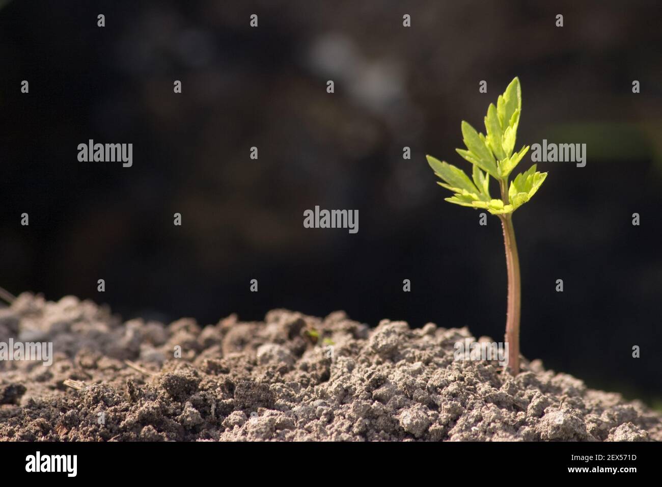 Goutweed hi-res stock photography and images - Alamy
